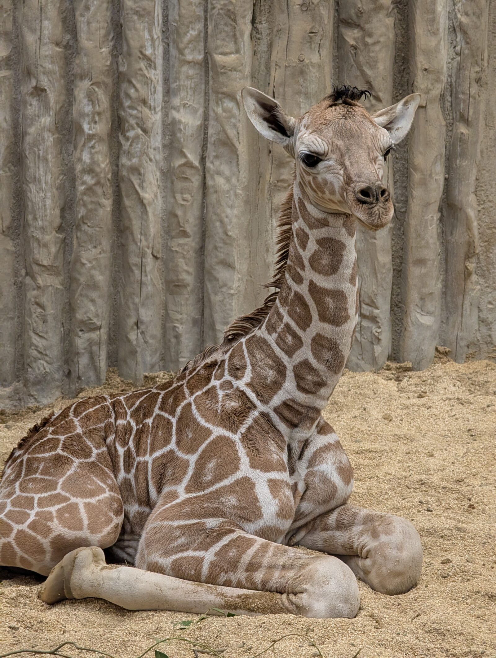 BABY BULLETIN: BB’s Baby Is Here! - Denver Zoo Conservation Alliance