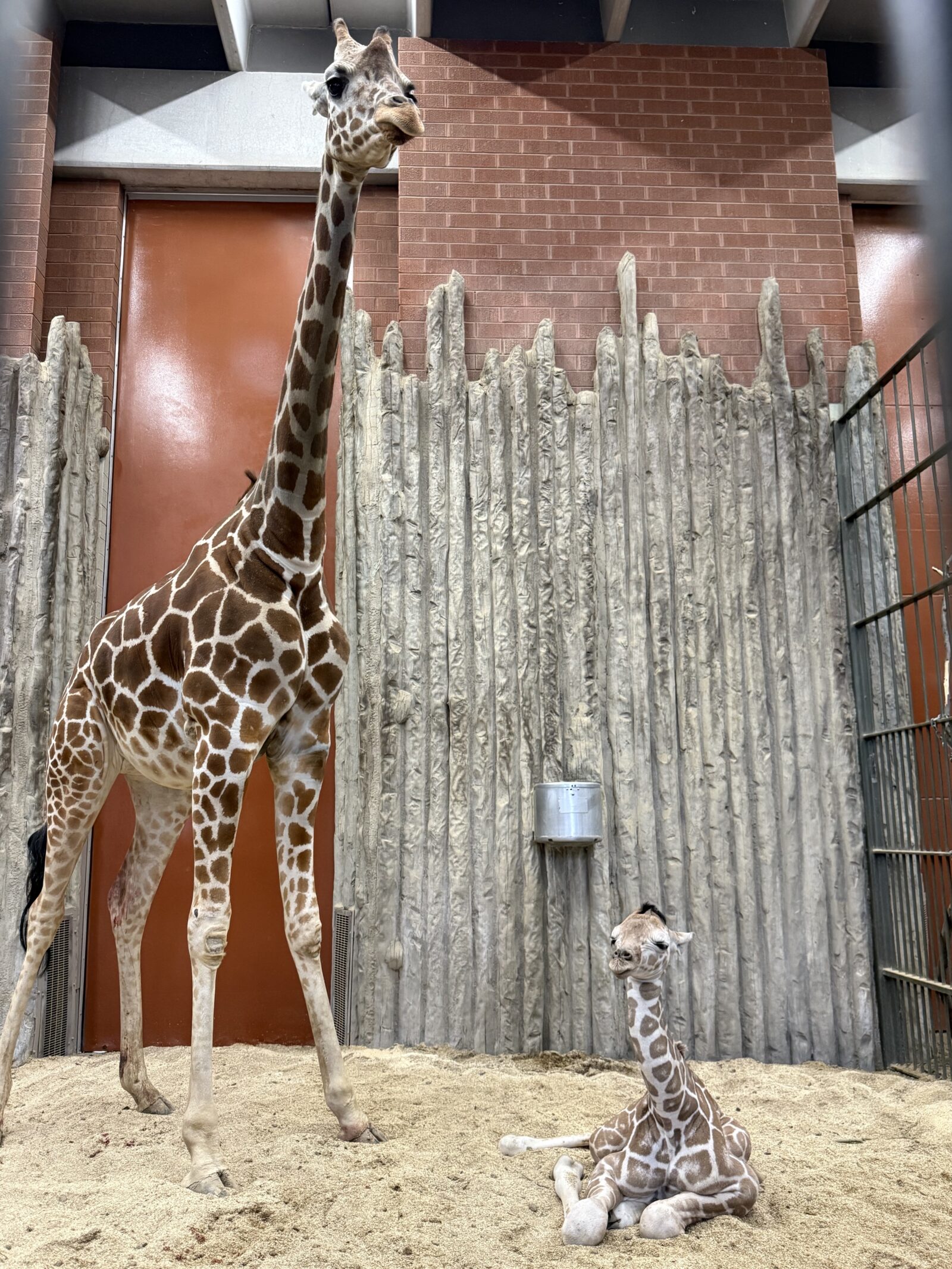 BABY BULLETIN: BB’s Baby Is Here! - Denver Zoo Conservation Alliance
