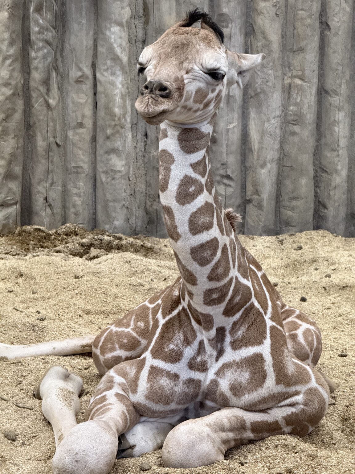 BABY BULLETIN: BB’s Baby Is Here! - Denver Zoo Conservation Alliance