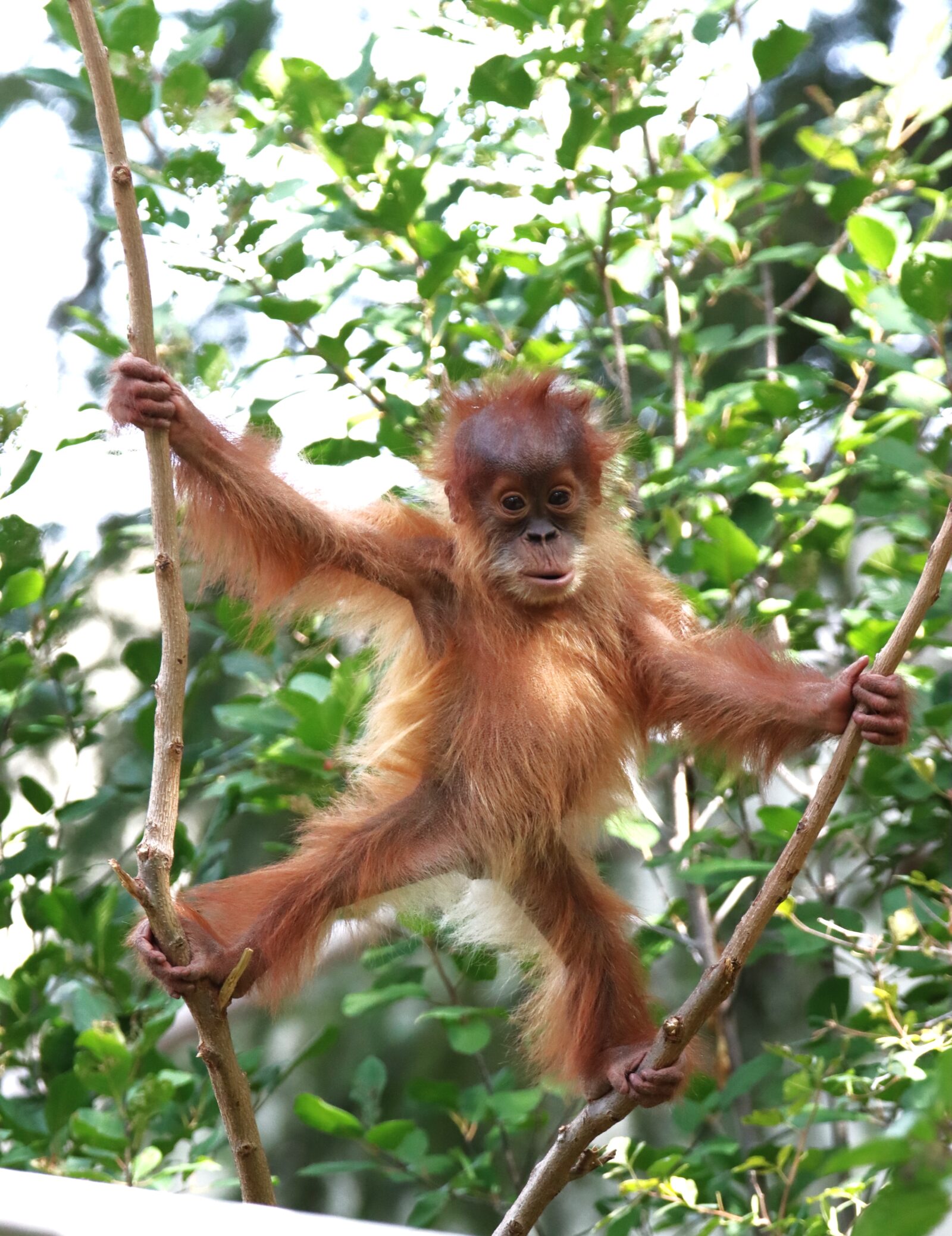 Celebrating Two Years of Siska, Our Baby Sumatran Orangutan - Denver Zoo Conservation Alliance