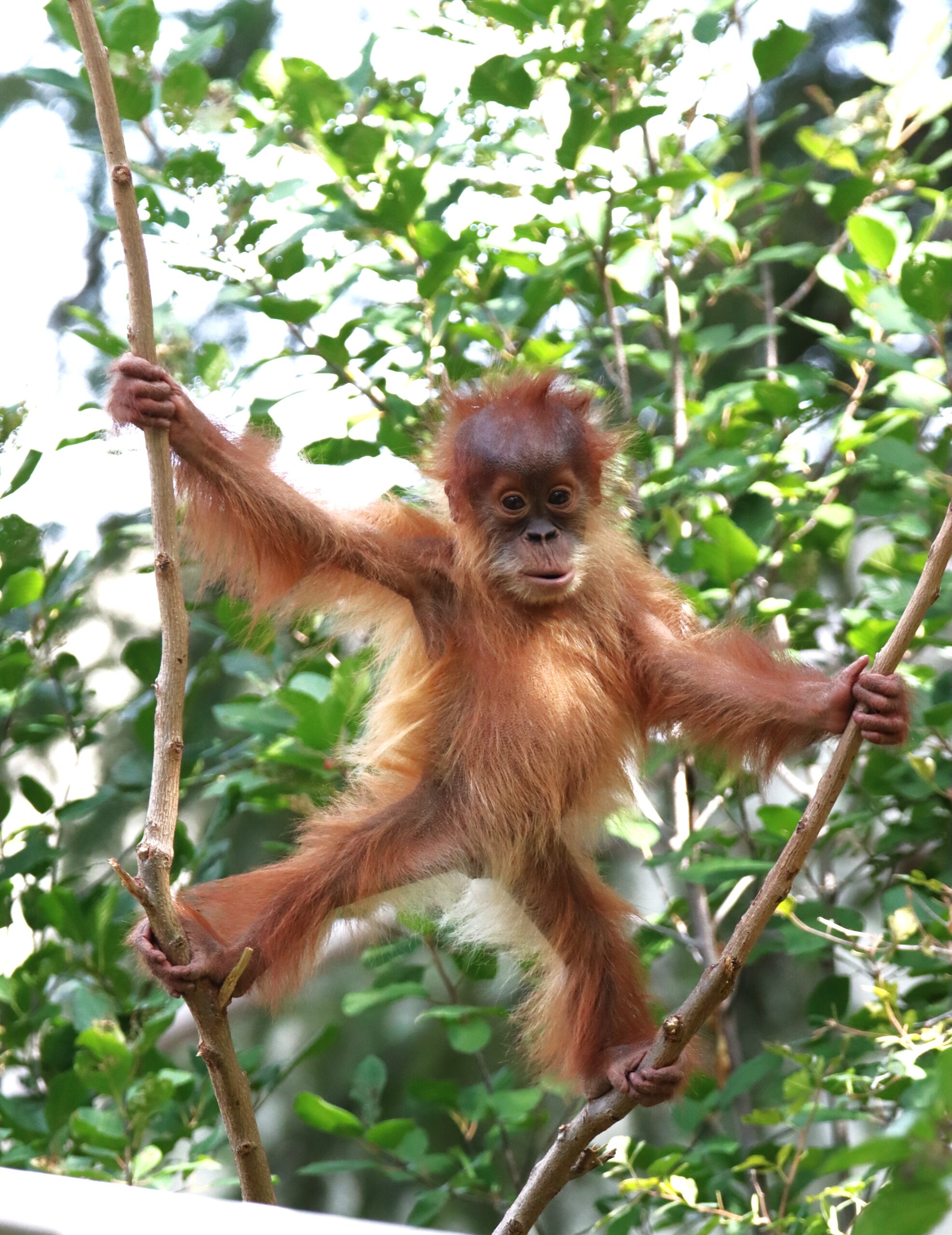 Celebrating Two Years of Siska, Our Baby Sumatran Orangutan - Denver ...