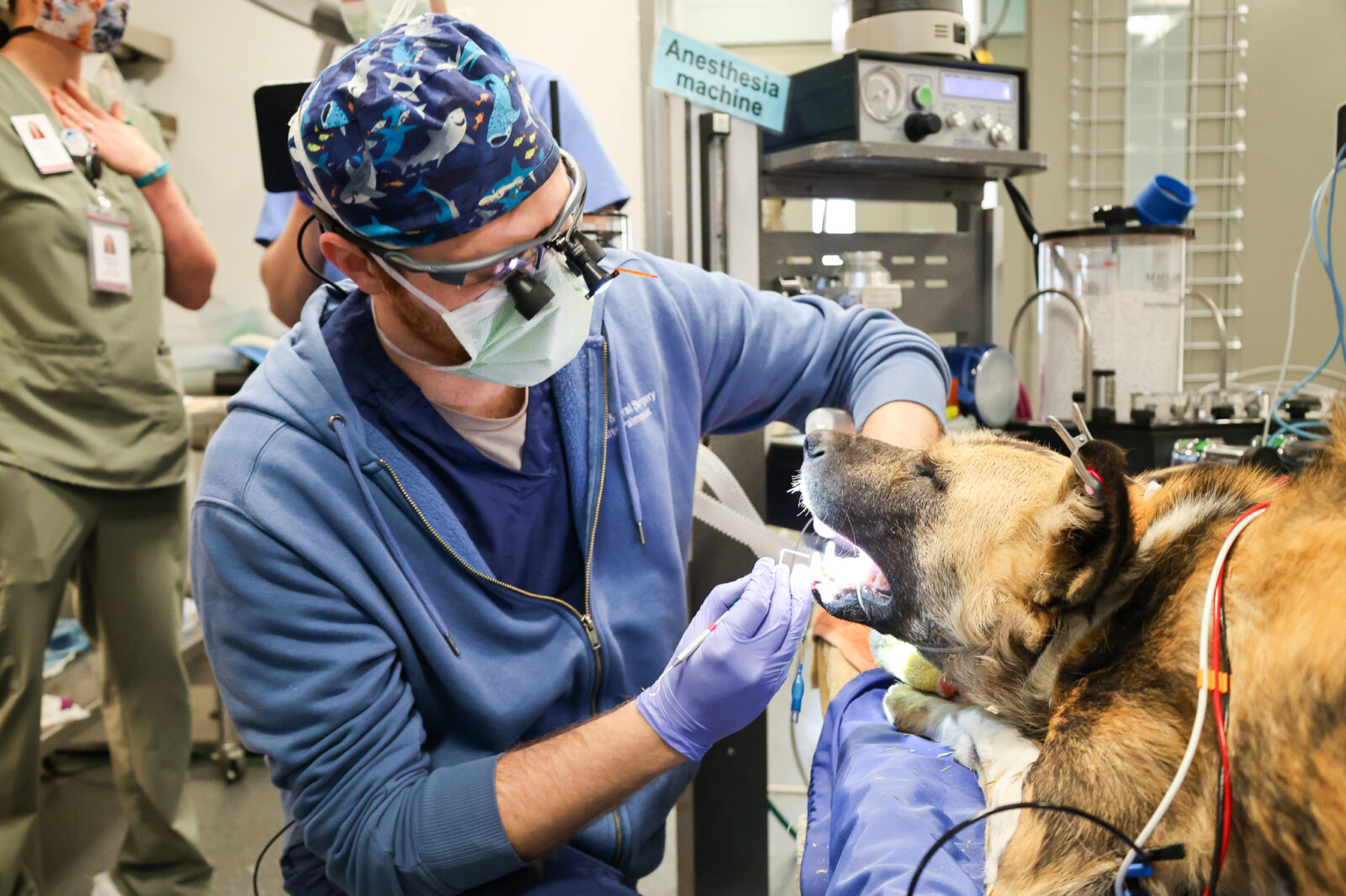 All Paws on Deck: Collaborative Veterinary Care for Our African Wild ...