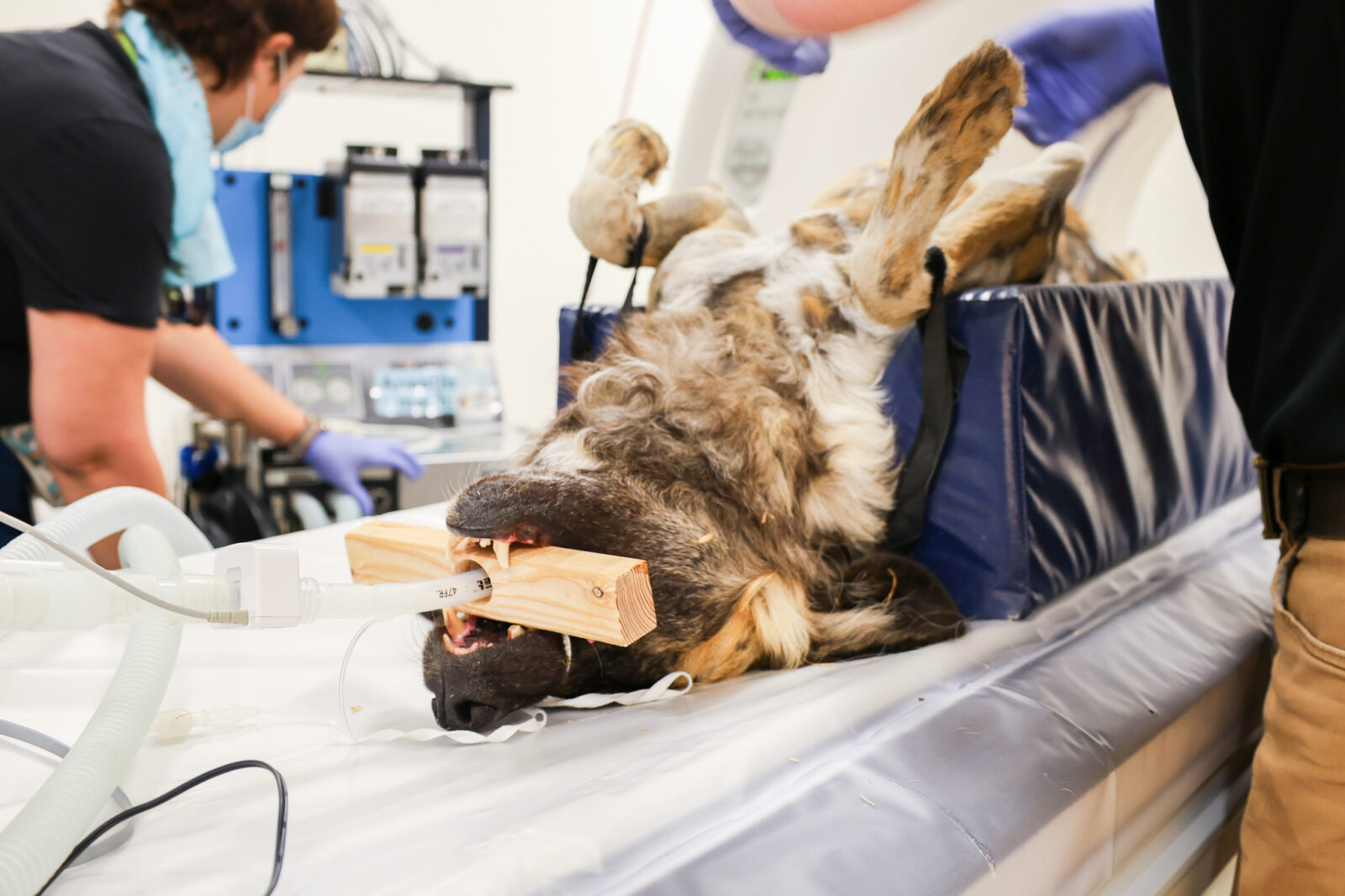 All Paws on Deck: Collaborative Veterinary Care for Our African Wild ...