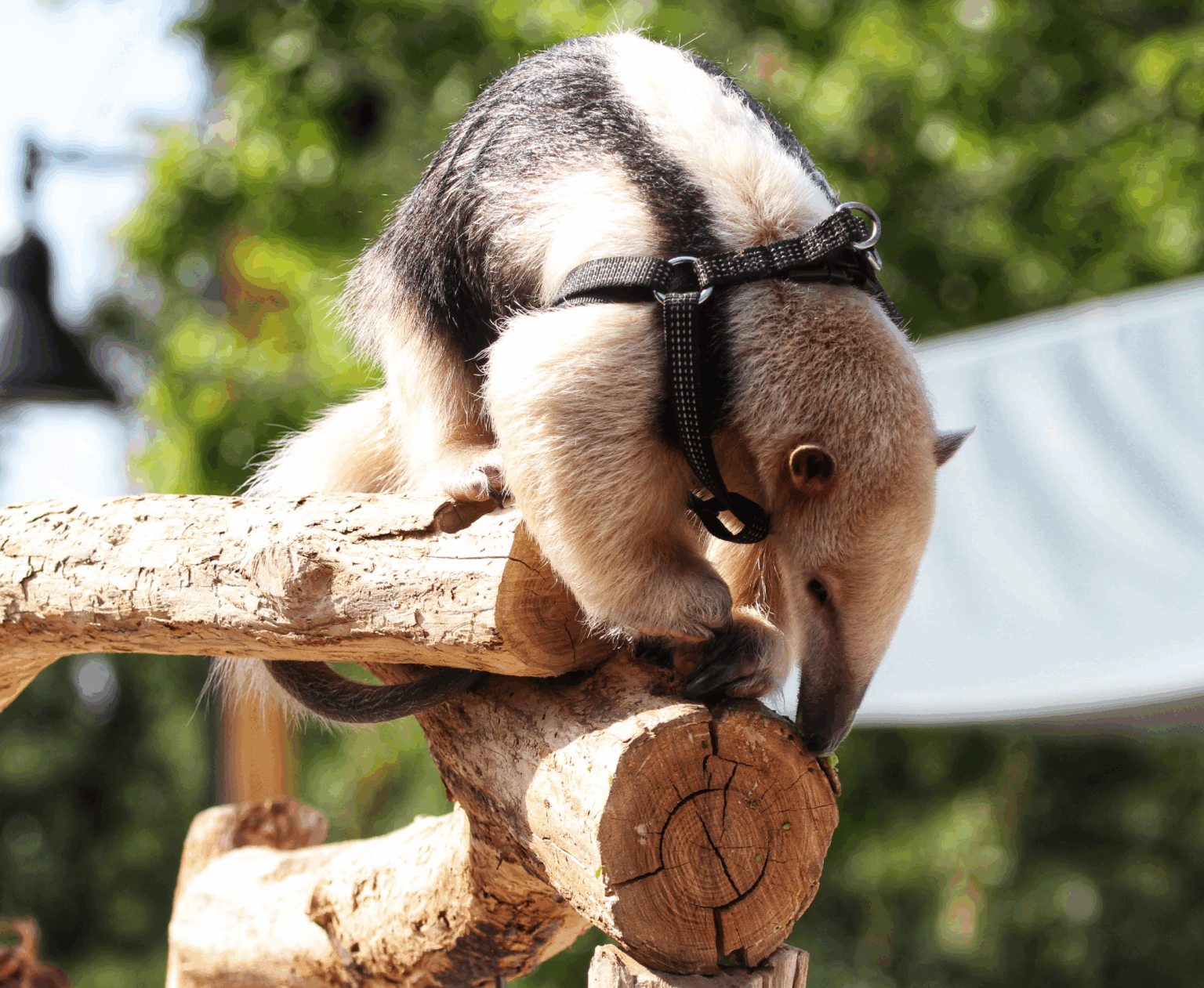 Summer at DZCA - Denver Zoo Conservation Alliance