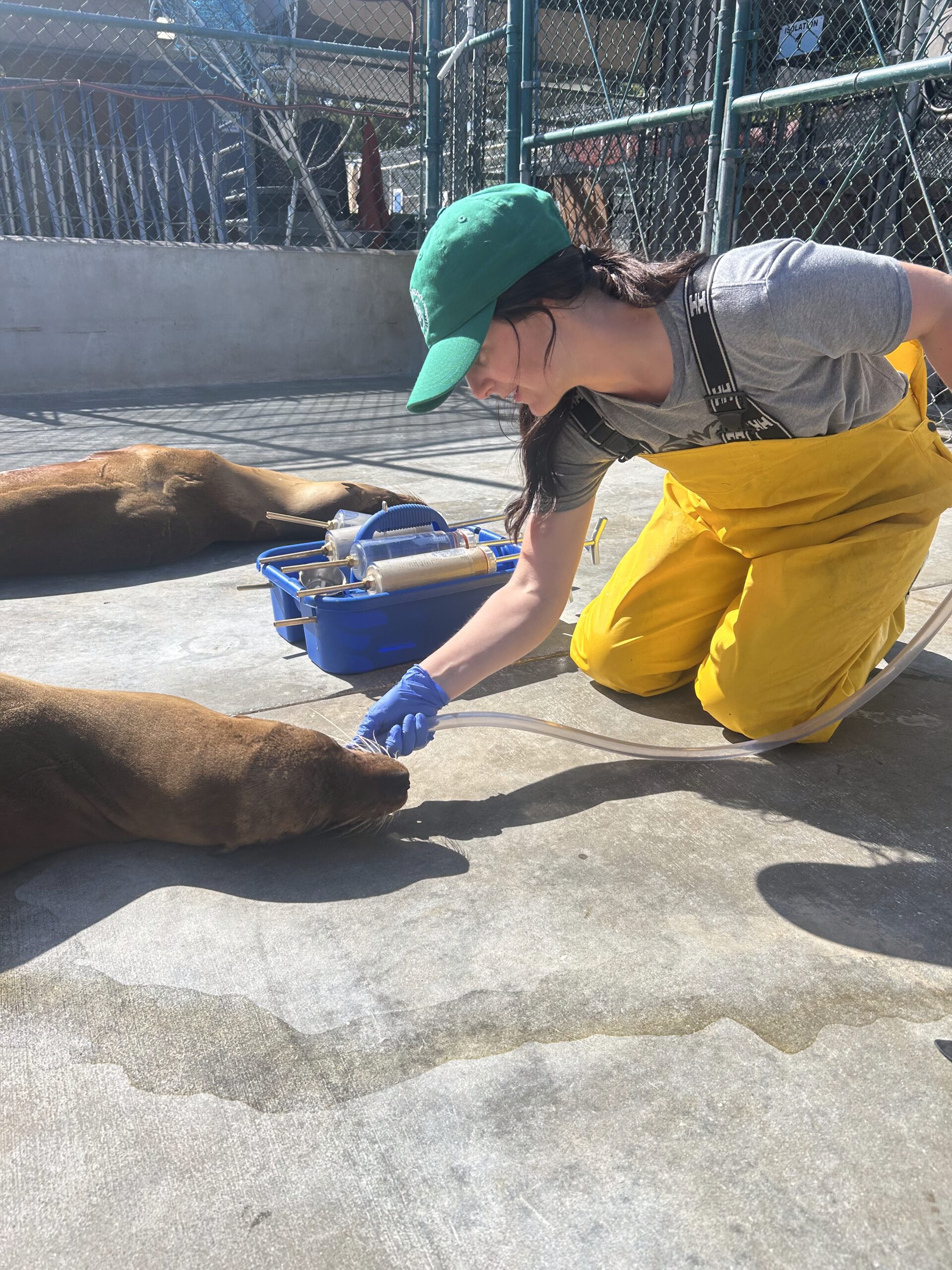 From CO to CA: DZCA Experts Support Marine Mammals in Crisis - Denver ...