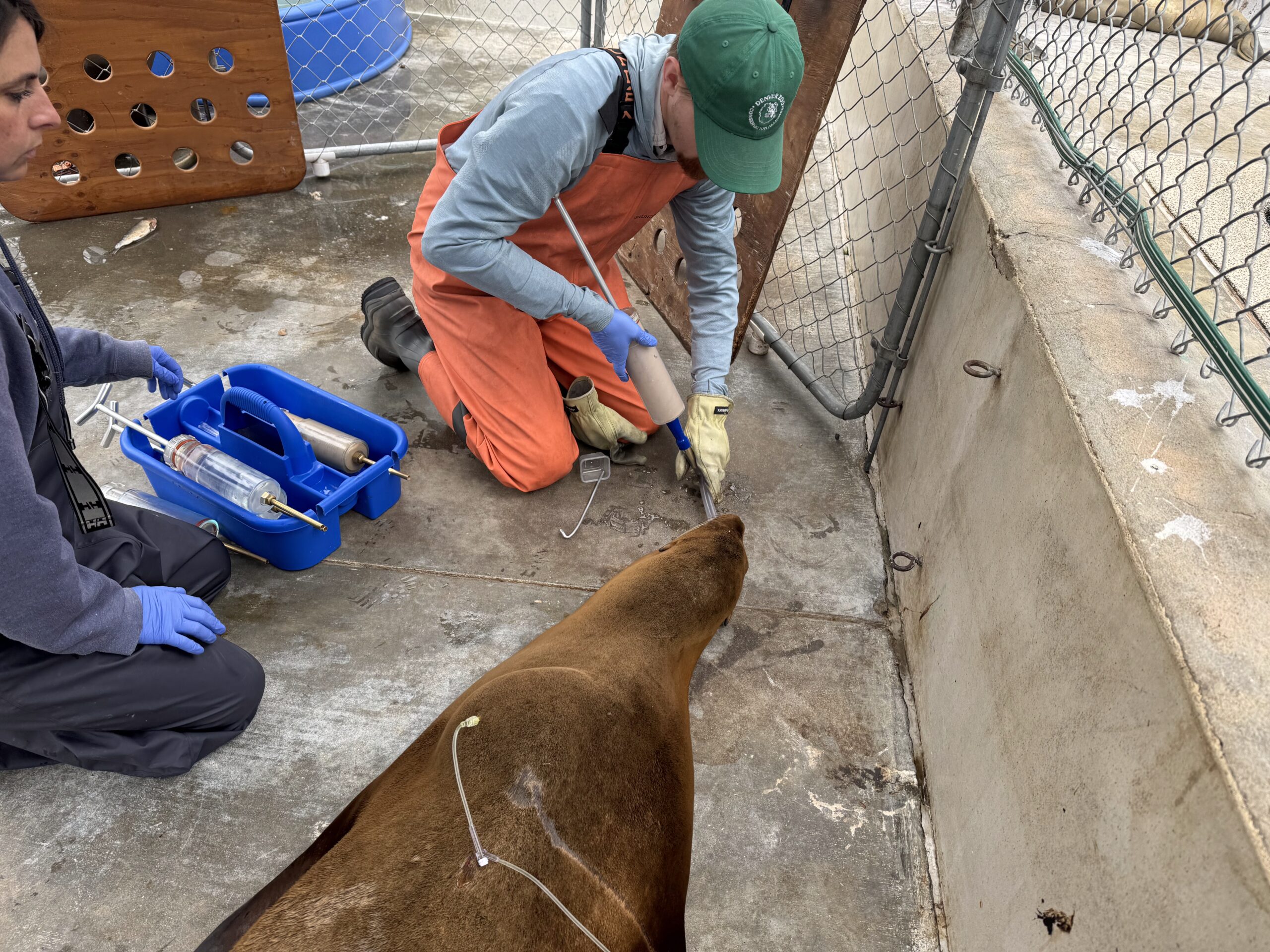From CO to CA: DZCA Experts Support Marine Mammals in Crisis - Denver ...
