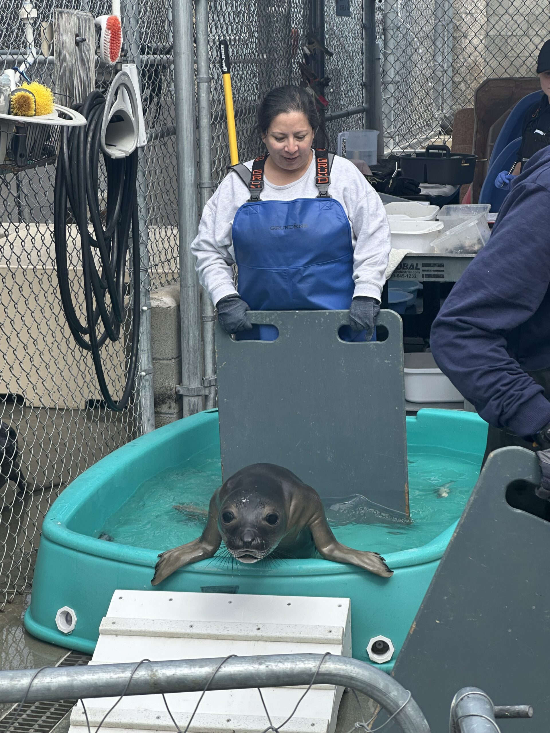 From CO to CA: DZCA Experts Support Marine Mammals in Crisis - Denver ...