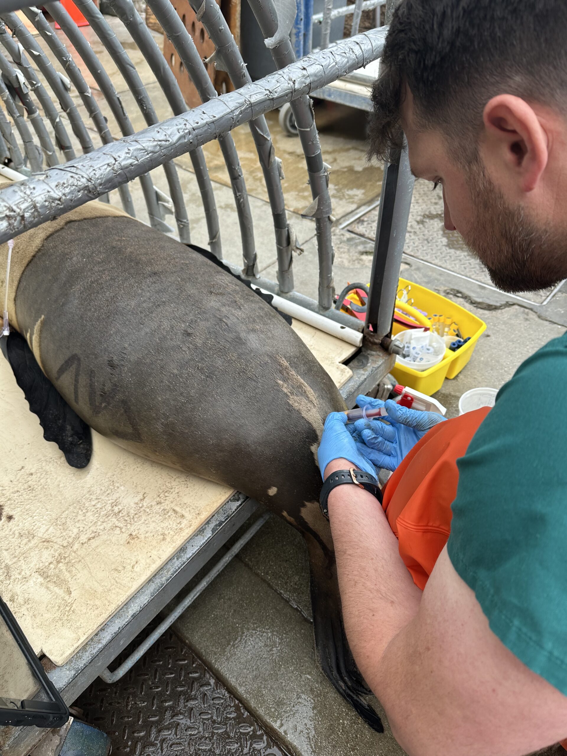 From CO to CA: DZCA Experts Support Marine Mammals in Crisis - Denver ...
