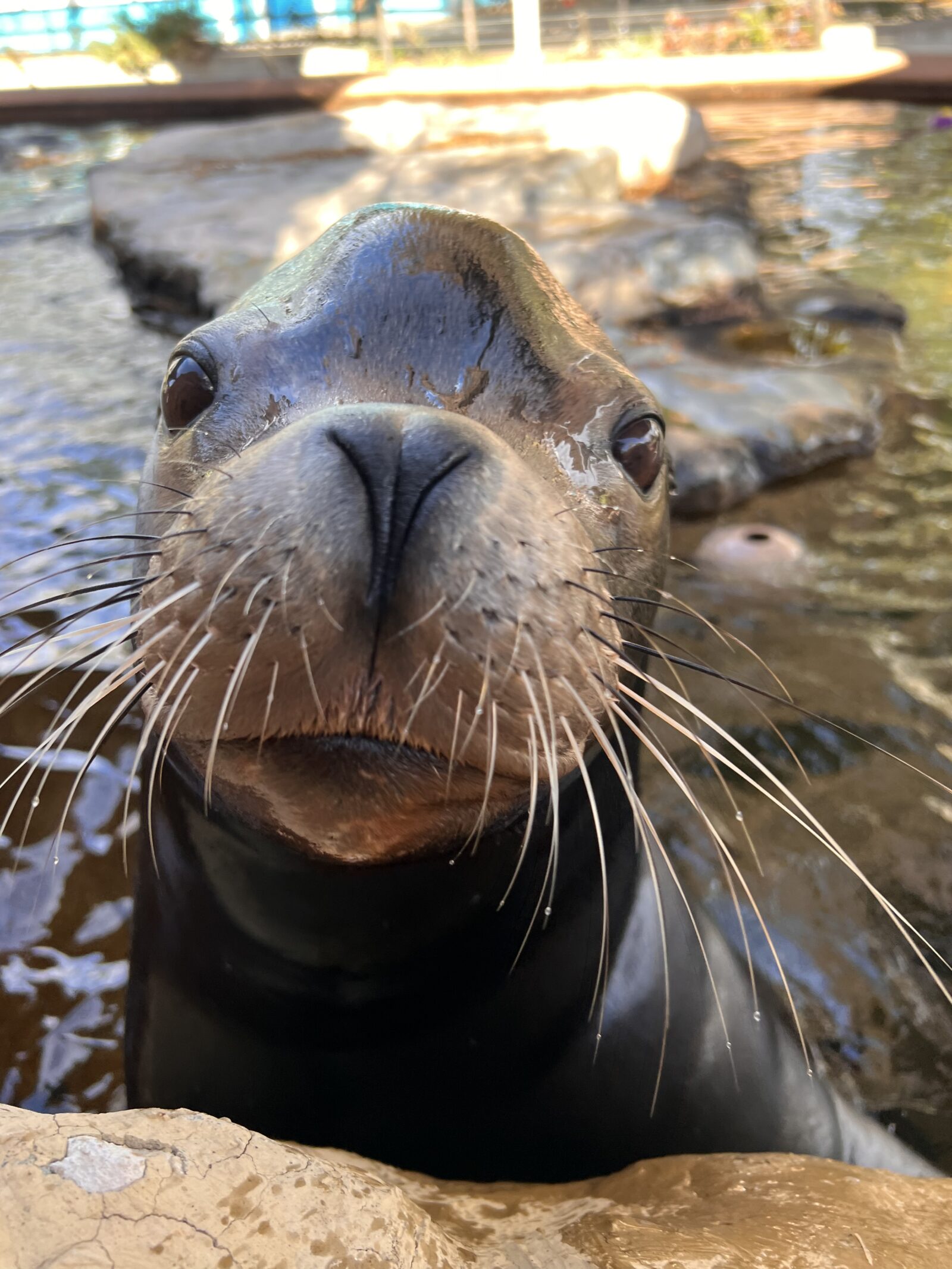 News about California Sea Lion Nick - Denver Zoo Conservation Alliance