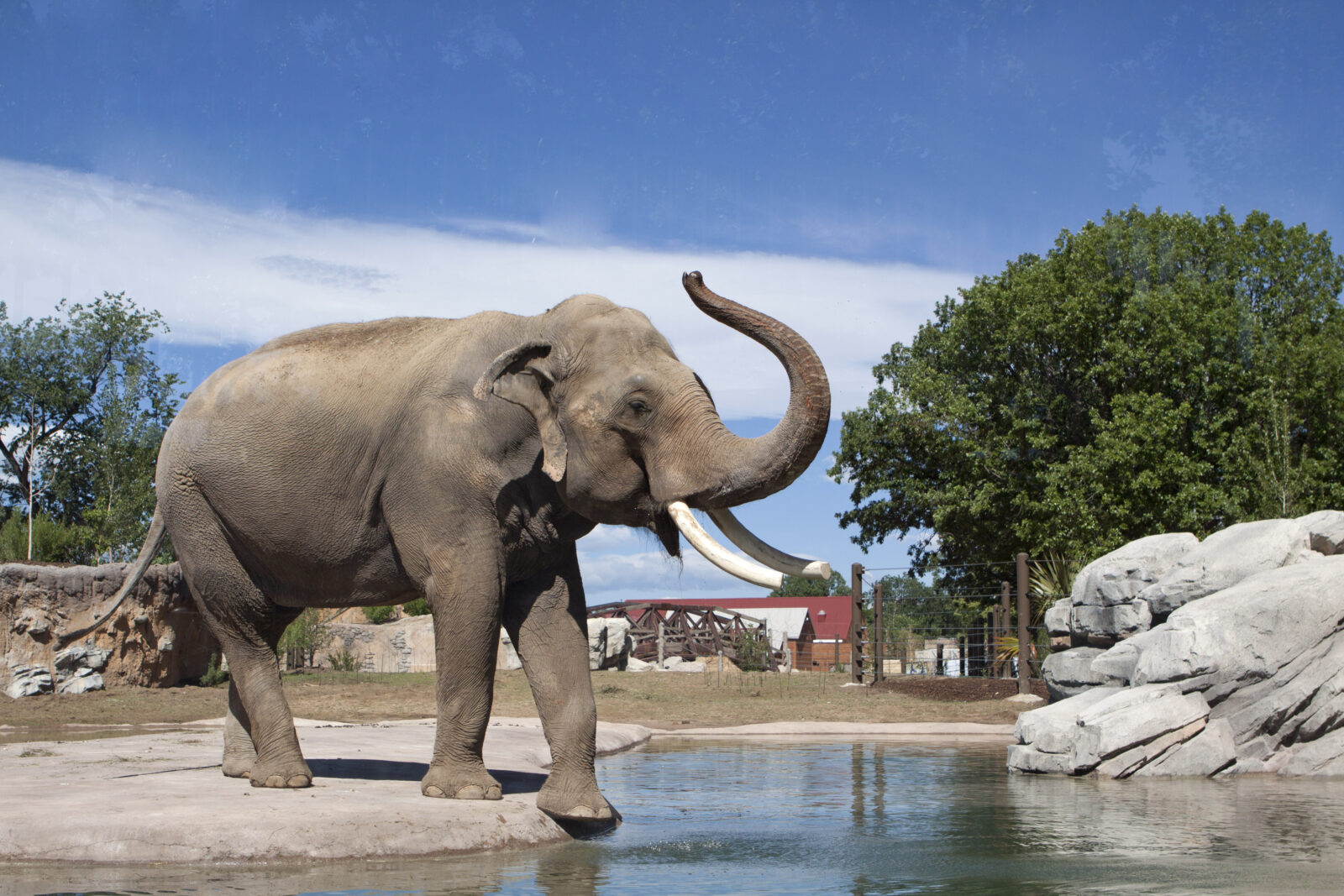 Keeping Groucho Sharp: Cognitive Care for DZCA’s Oldest Elephant ...