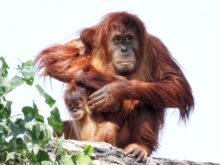 Celebrating Two Years of Siska, Our Baby Sumatran Orangutan - Denver Zoo Conservation Alliance