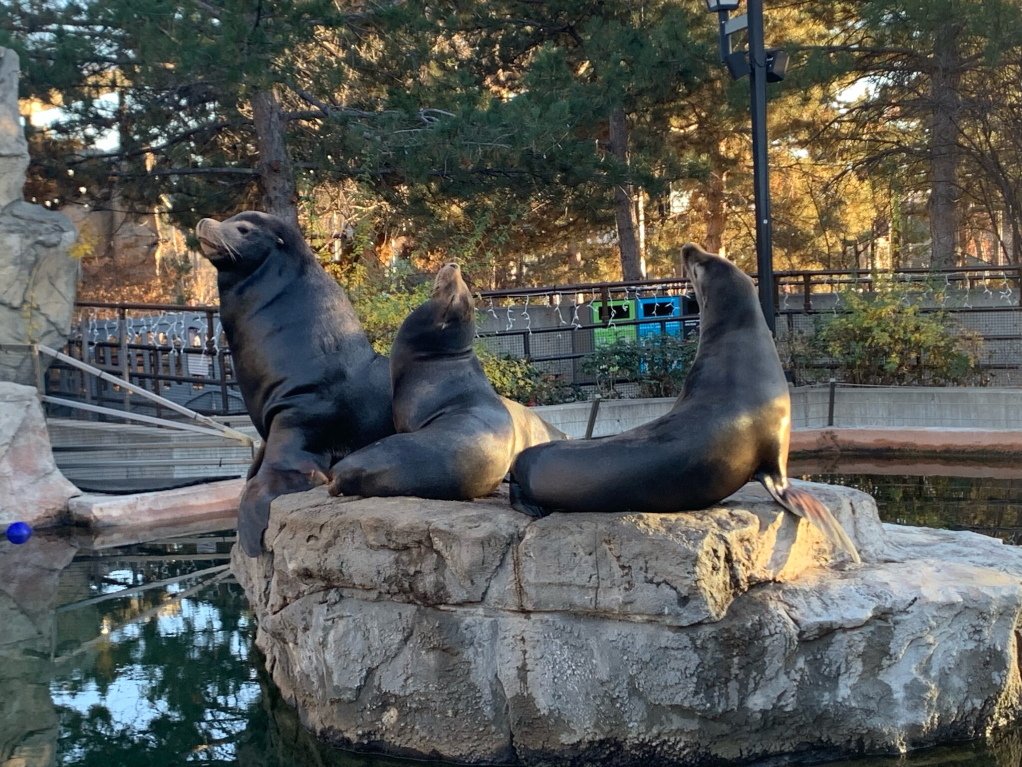 News about California Sea Lion Nick - Denver Zoo Conservation Alliance