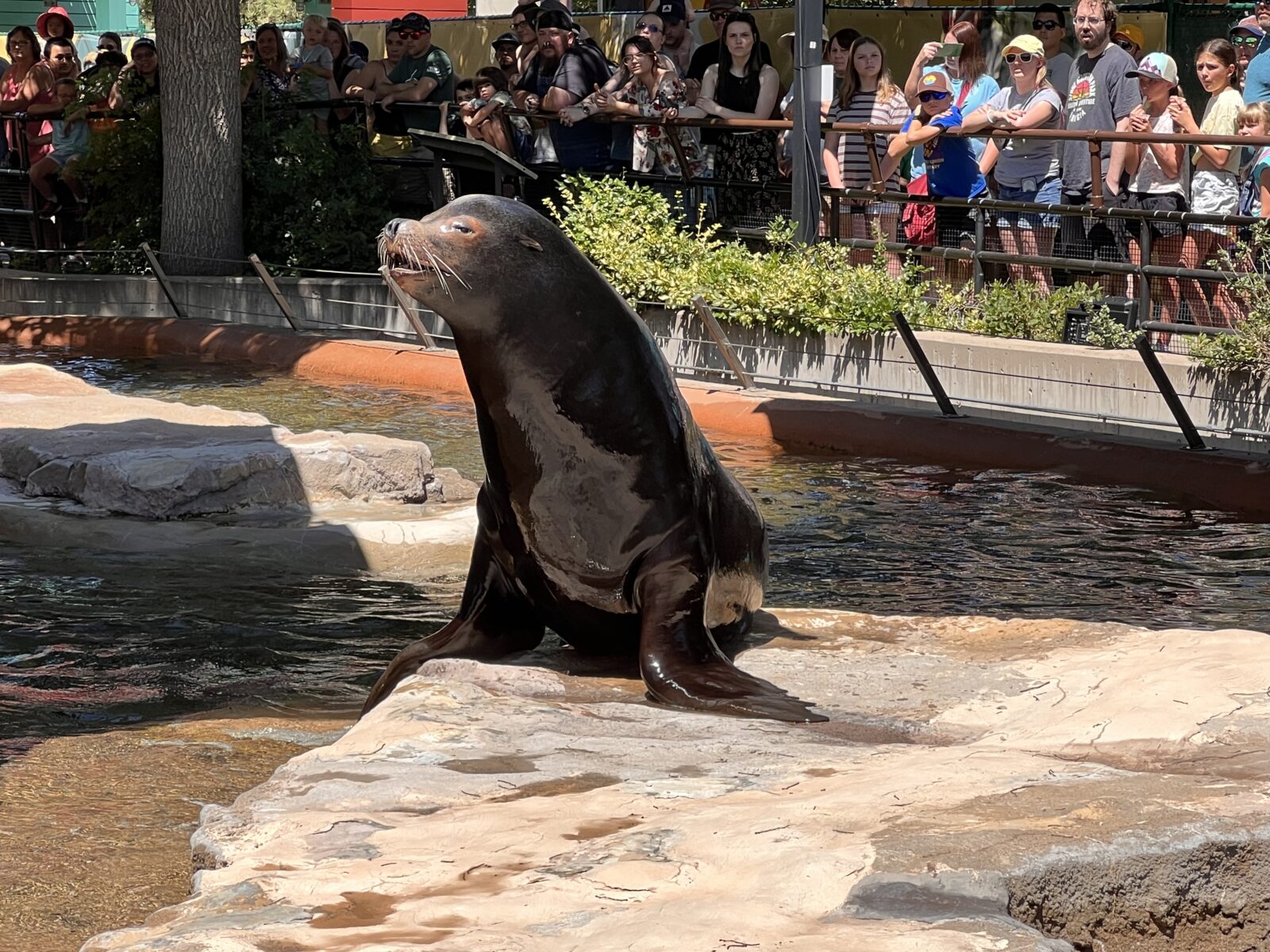 News about California Sea Lion Nick - Denver Zoo Conservation Alliance