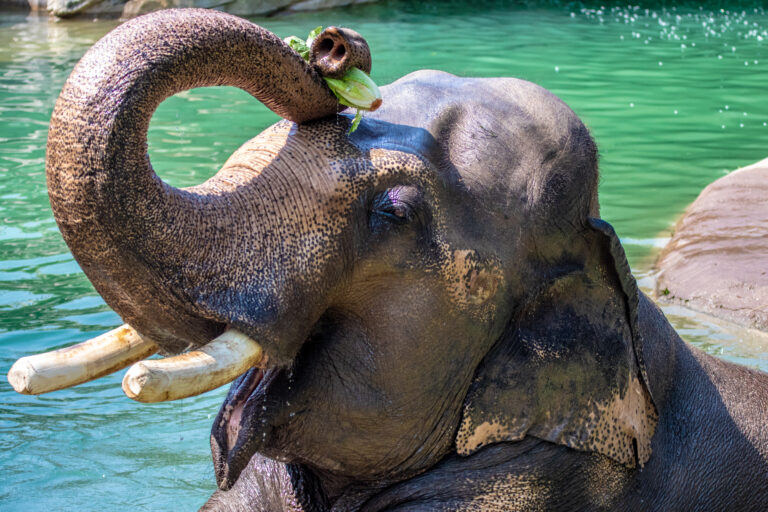 Keeping Groucho Sharp: Cognitive Care for DZCA’s Oldest Elephant ...