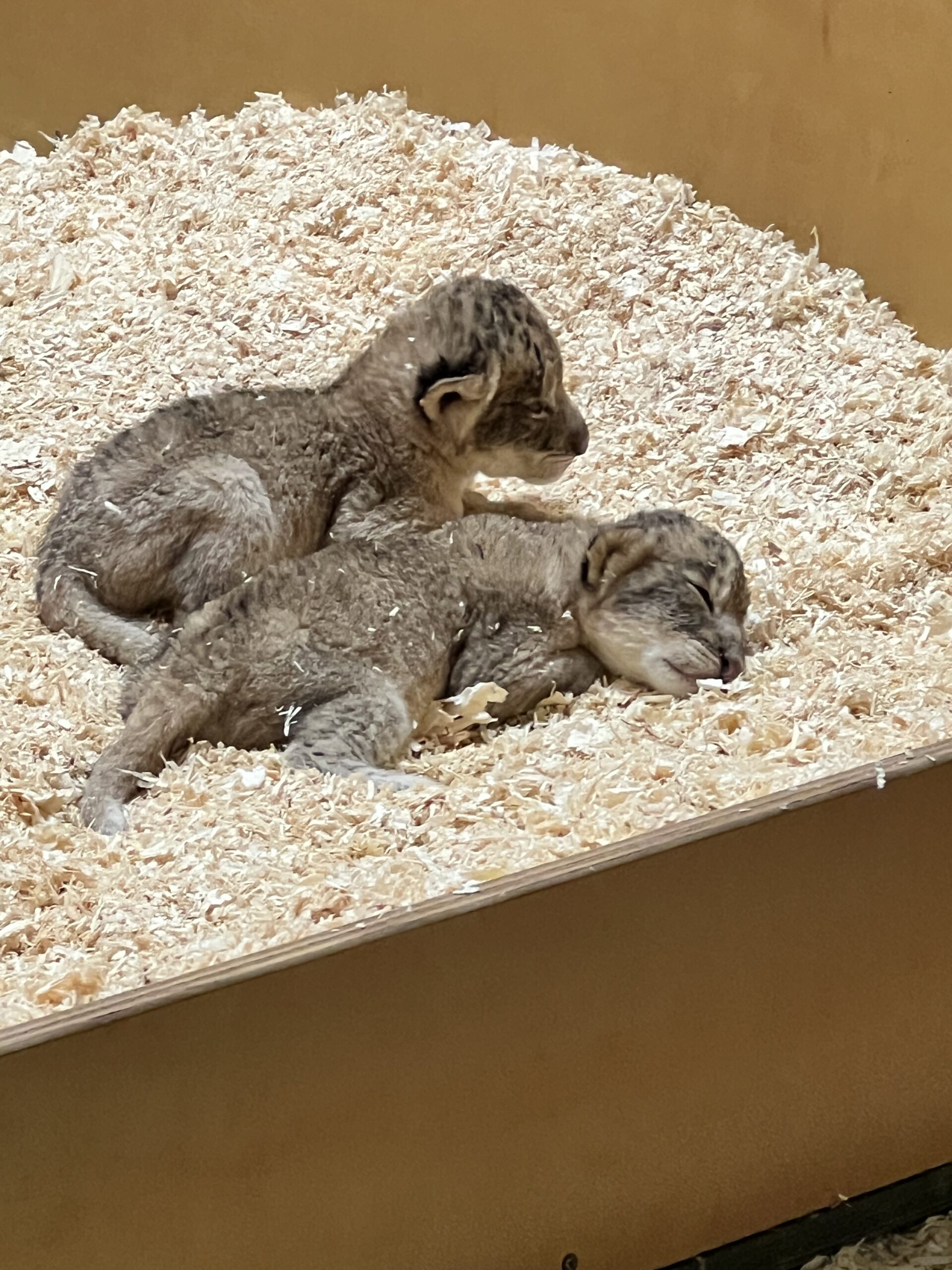 BABY BULLETIN: Introducing Our Lion Cub Quartet - Denver Zoo Conservation Alliance