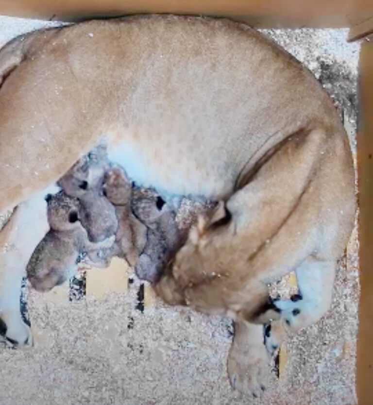 BABY BULLETIN: Introducing Our Lion Cub Quartet - Denver Zoo ...