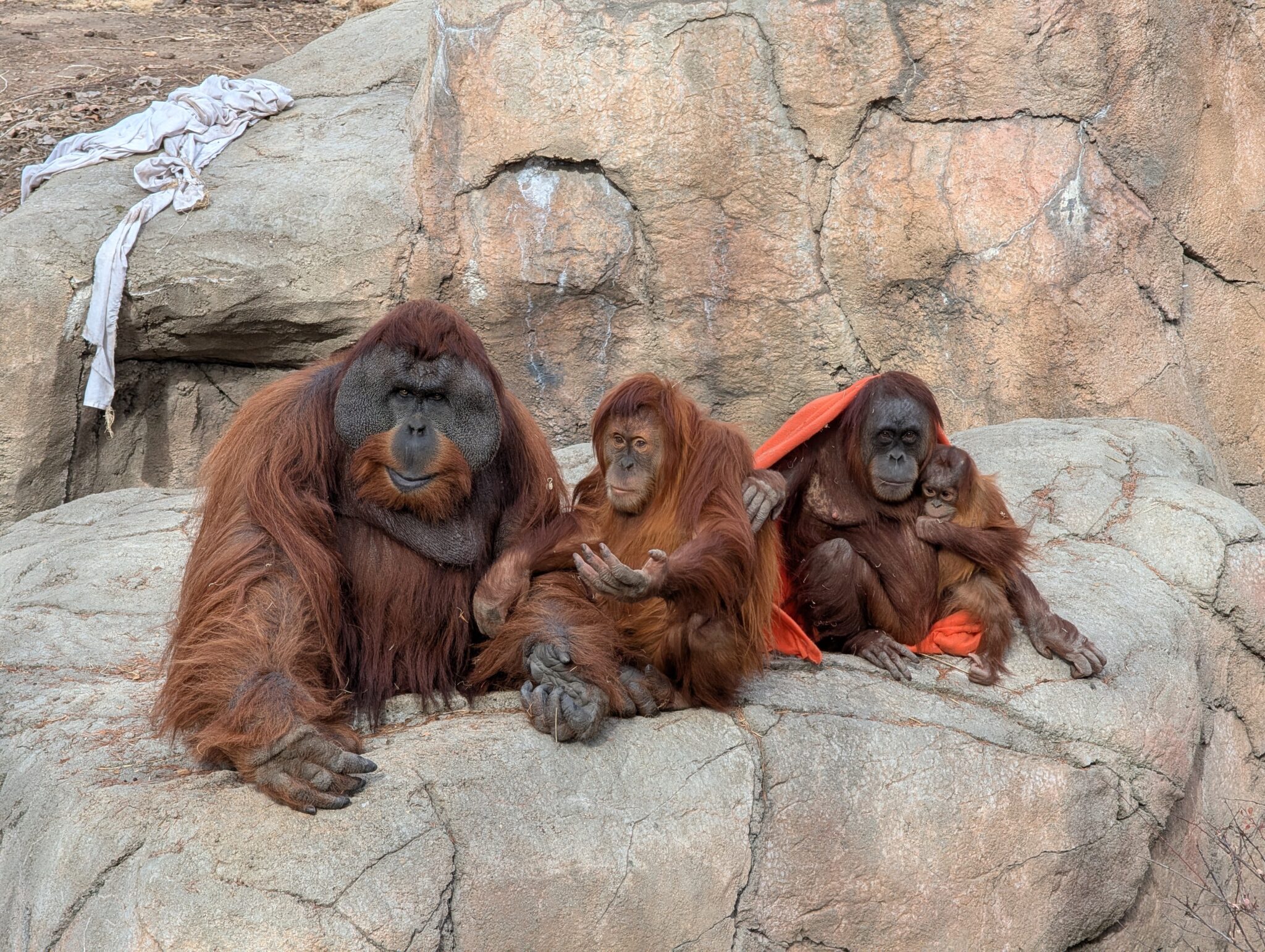 Celebrating Two Years of Siska, Our Baby Sumatran Orangutan - Denver Zoo Conservation Alliance