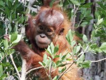 Celebrating Two Years of Siska, Our Baby Sumatran Orangutan - Denver Zoo Conservation Alliance