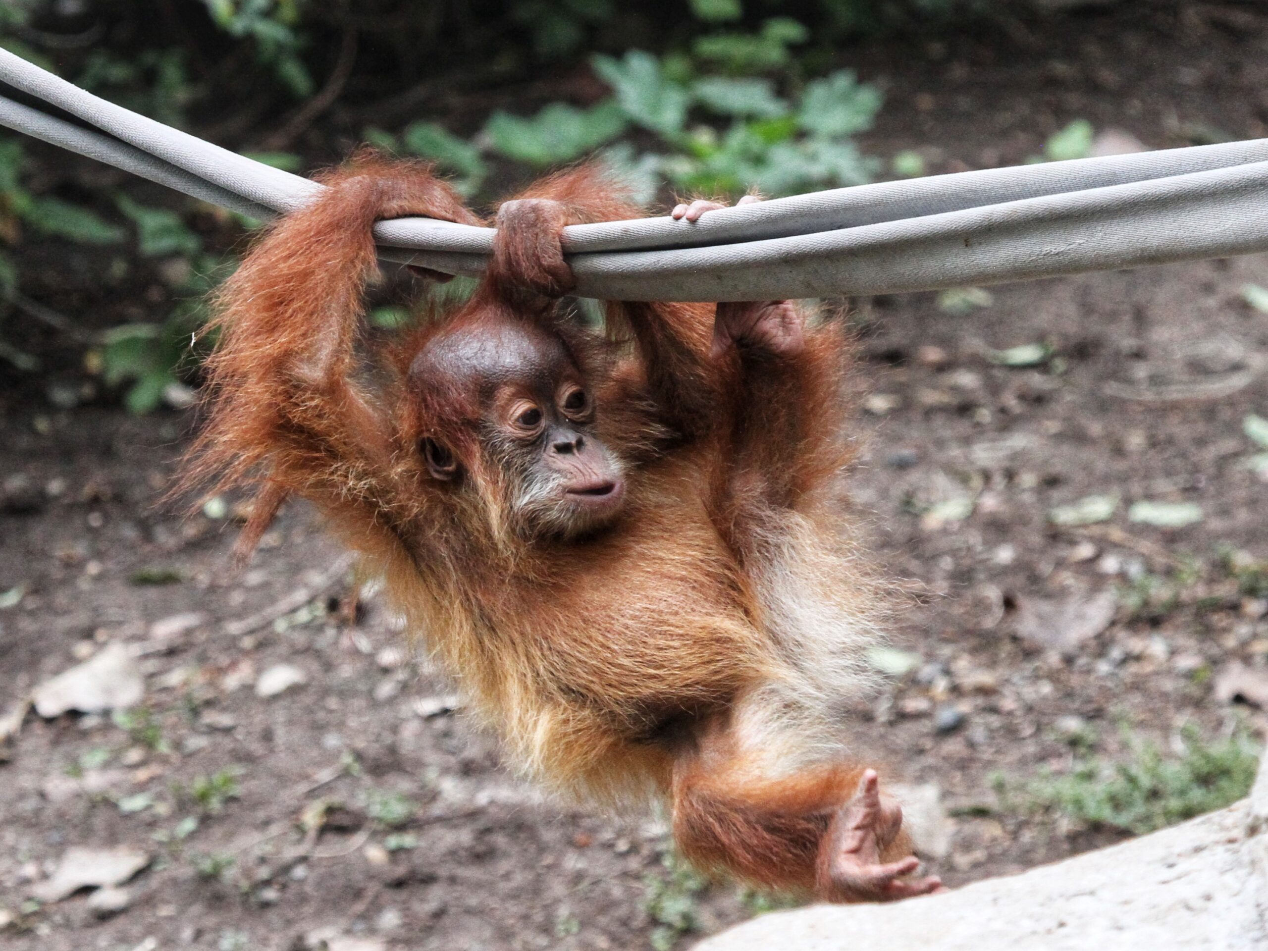 Celebrating Two Years of Siska, Our Baby Sumatran Orangutan - Denver Zoo Conservation Alliance