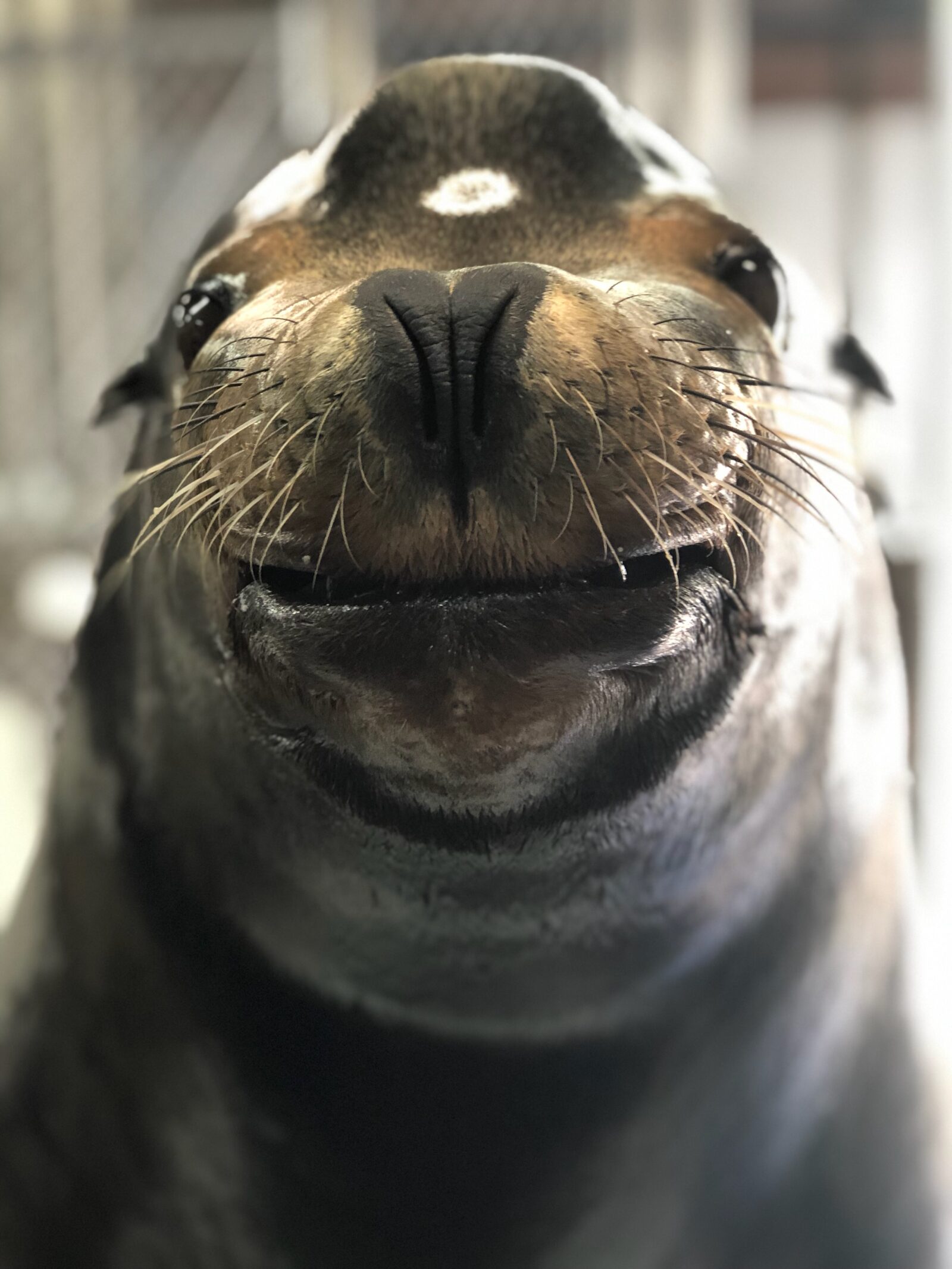News about California Sea Lion Nick - Denver Zoo Conservation Alliance