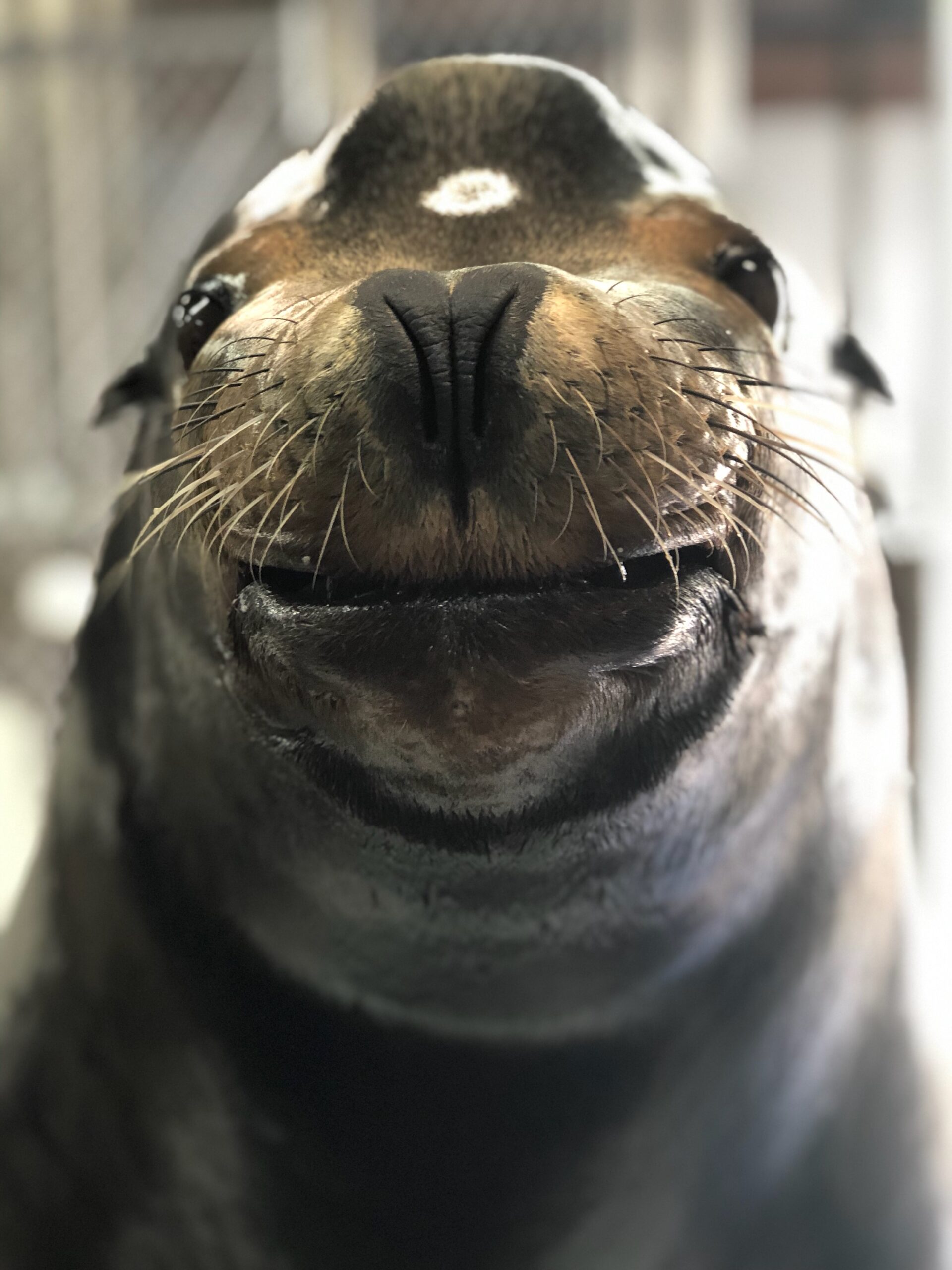 News about California Sea Lion Nick - Denver Zoo Conservation Alliance