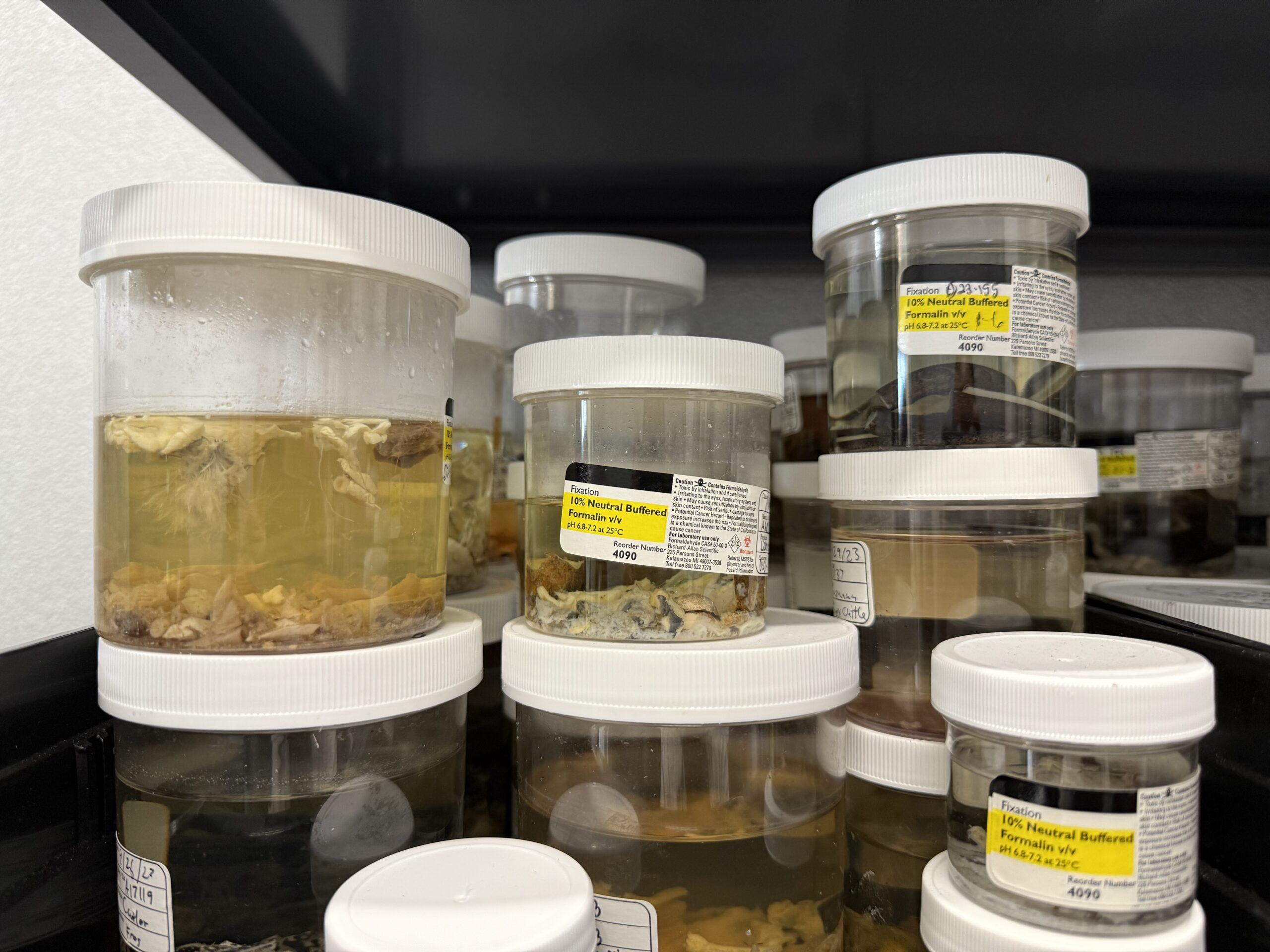 Life After Death: A Look into DZCA’s Unique Pathology Program - Denver ...