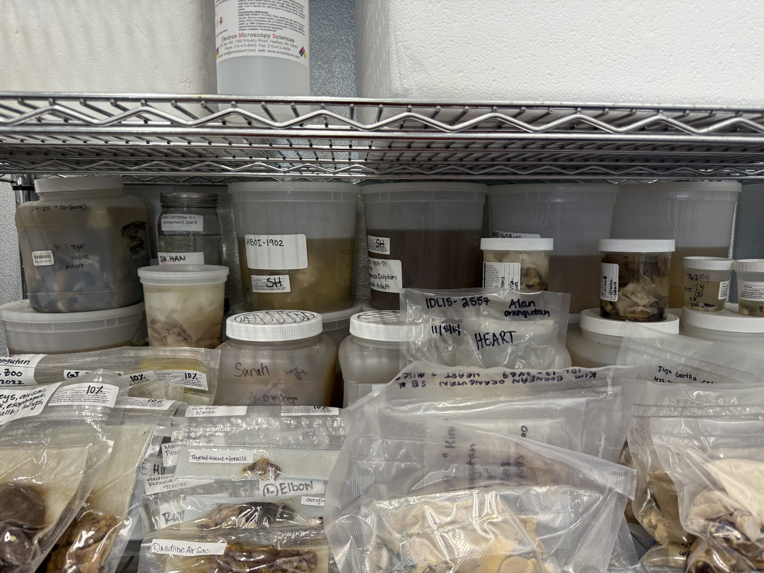 Life After Death: A Look into DZCA’s Unique Pathology Program - Denver ...