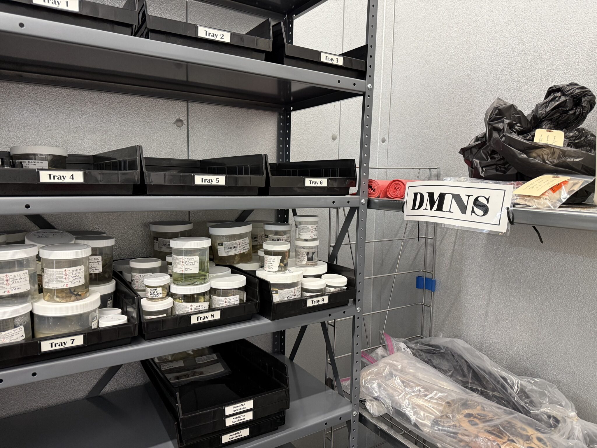 Life After Death: A Look into DZCA’s Unique Pathology Program - Denver ...