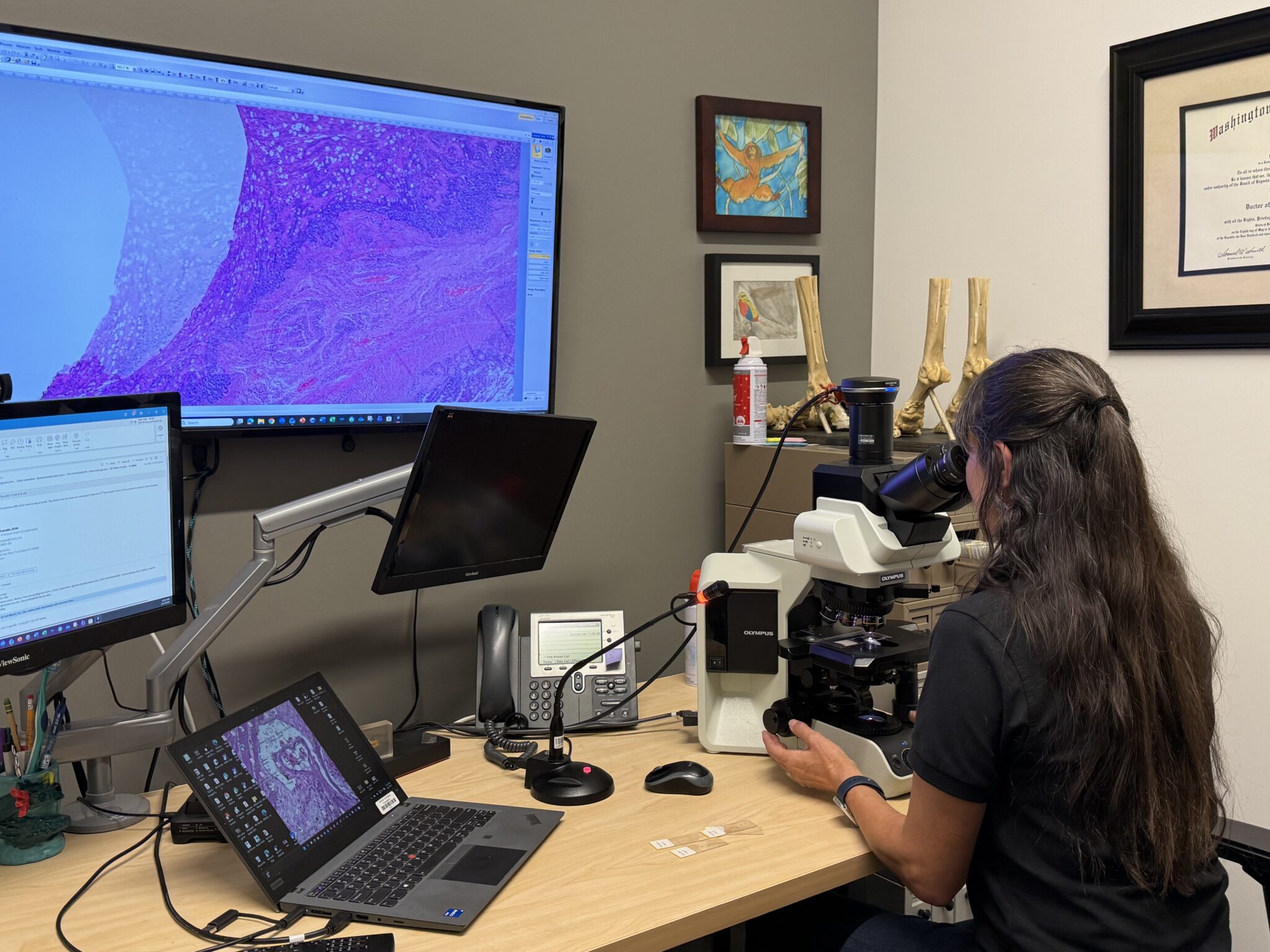 Life After Death: A Look into DZCA’s Unique Pathology Program - Denver ...