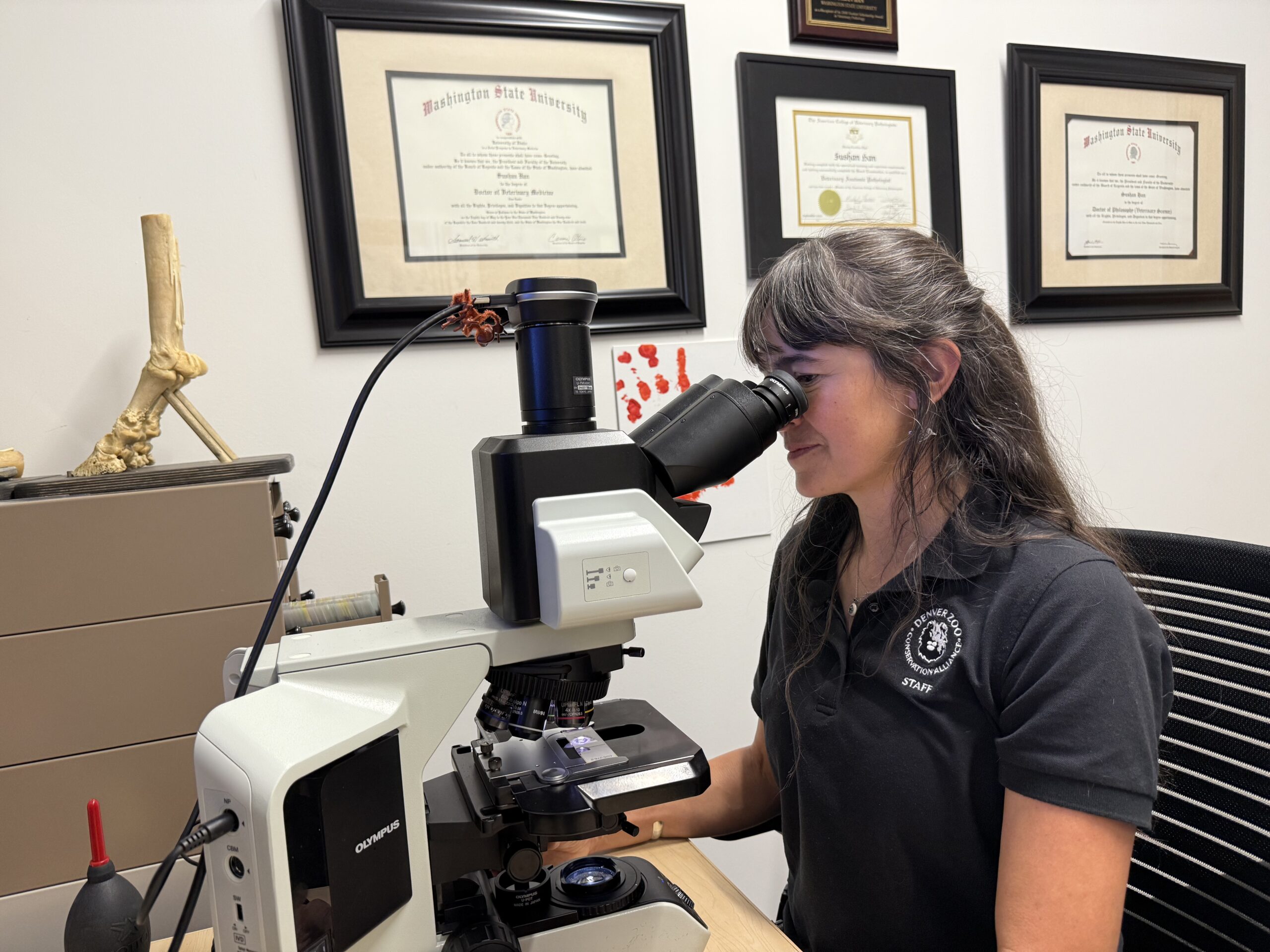 Life After Death: A Look into DZCA’s Unique Pathology Program - Denver ...
