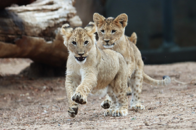 Red Kangaroo - Denver Zoo Conservation Alliance