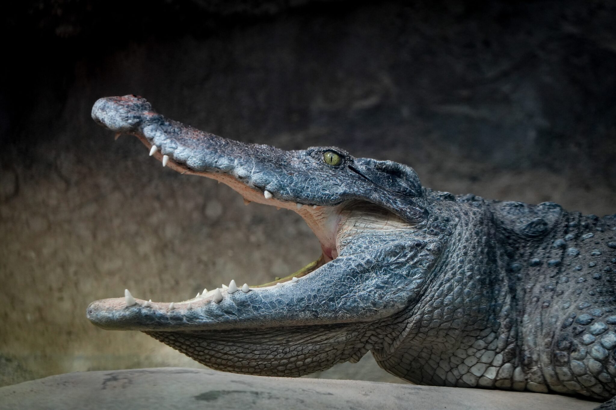 Meet Daphne: A Living Dinosaur in Tropical Discovery - Denver Zoo ...