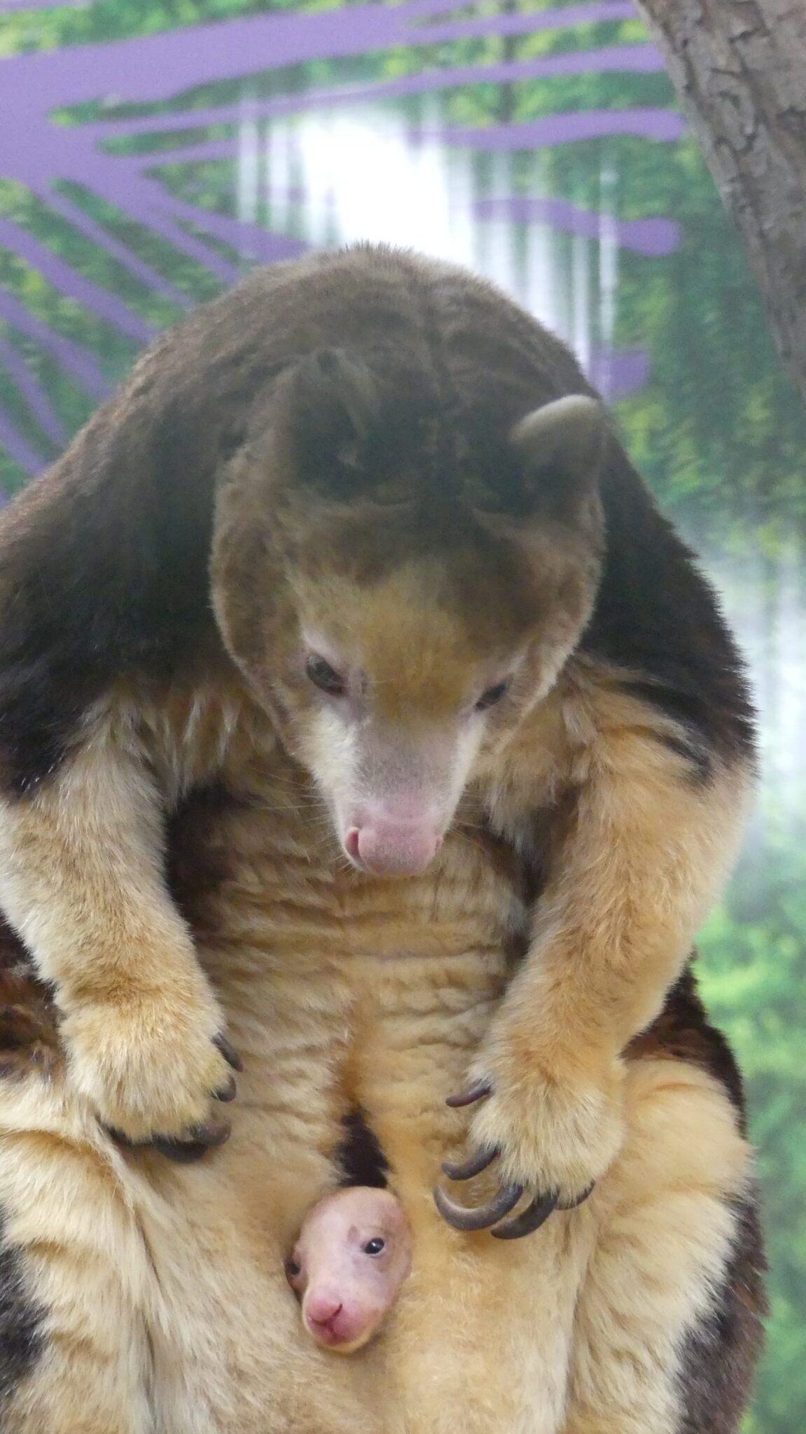 BABY BULLETIN: DZCA Welcomes Endangered Huon Tree Kangaroo Joey ...