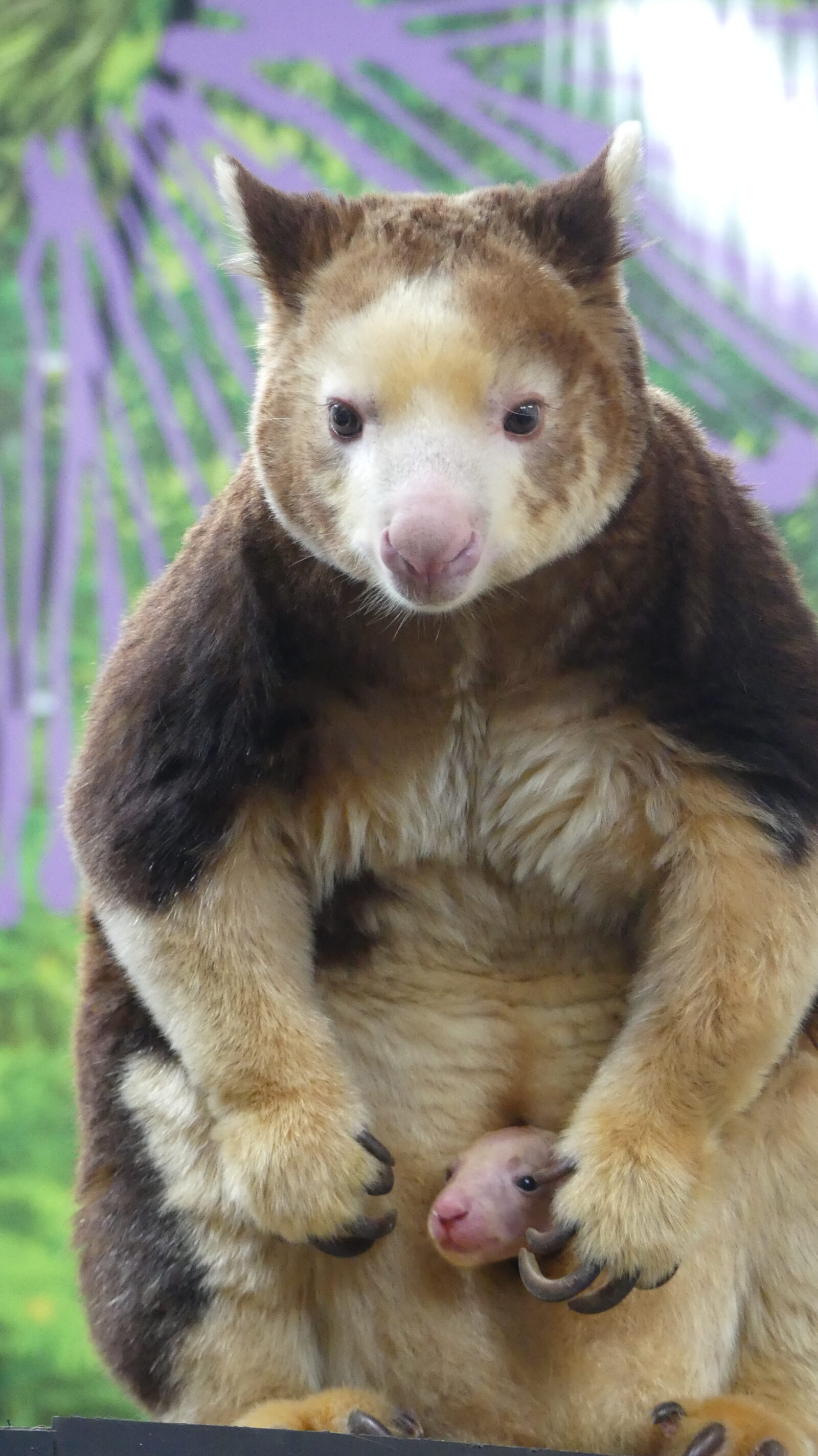 BABY BULLETIN: DZCA Welcomes Endangered Huon Tree Kangaroo Joey ...