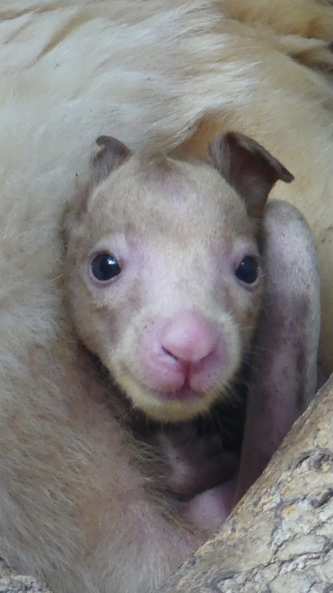 BABY BULLETIN: DZCA Welcomes Endangered Huon Tree Kangaroo Joey ...