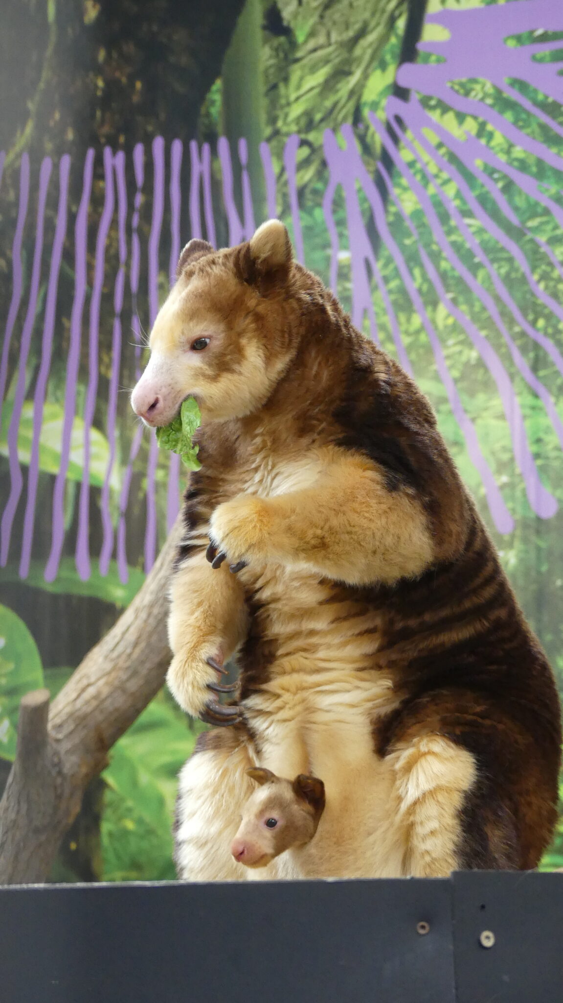 BABY BULLETIN: DZCA Welcomes Endangered Huon Tree Kangaroo Joey ...